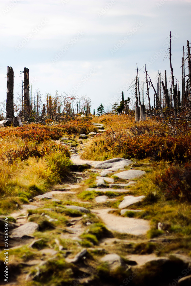 Stone pathway among dead trees in nature Perspective view of stone ...