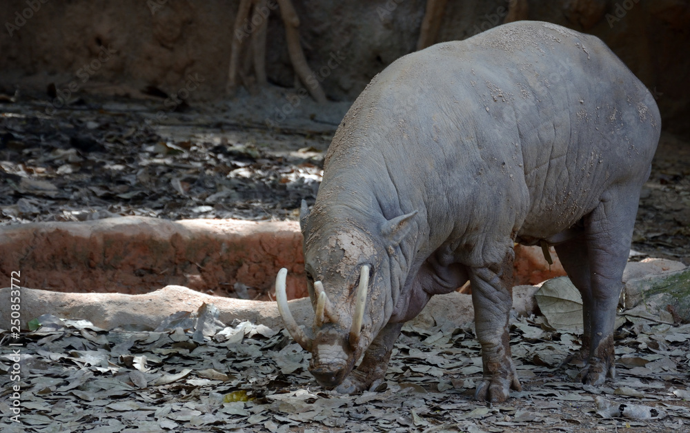 Babirussa, an endemic species of wild boar in Sulawesi Stock Photo ...