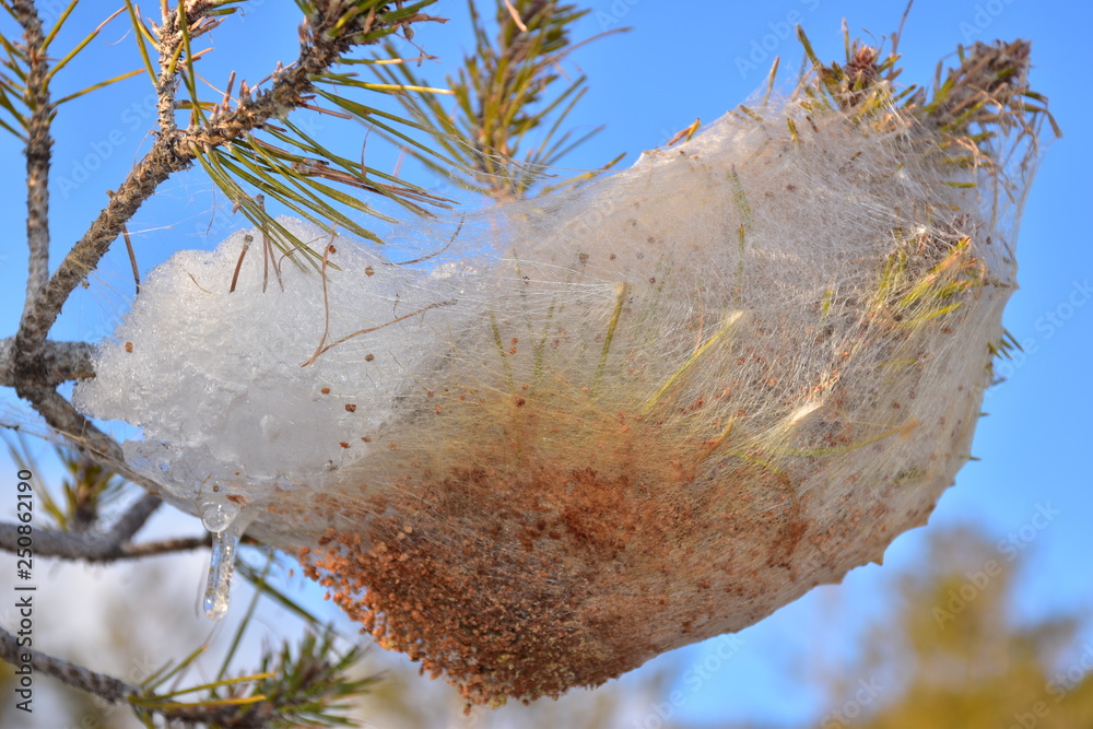 Foto de Nido di processionaria. Un parassita che può risultare molto ...