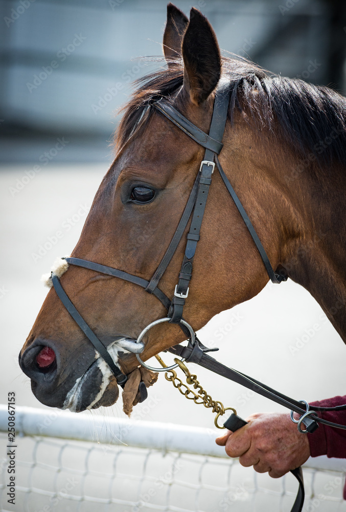 Race Horse Head Profile