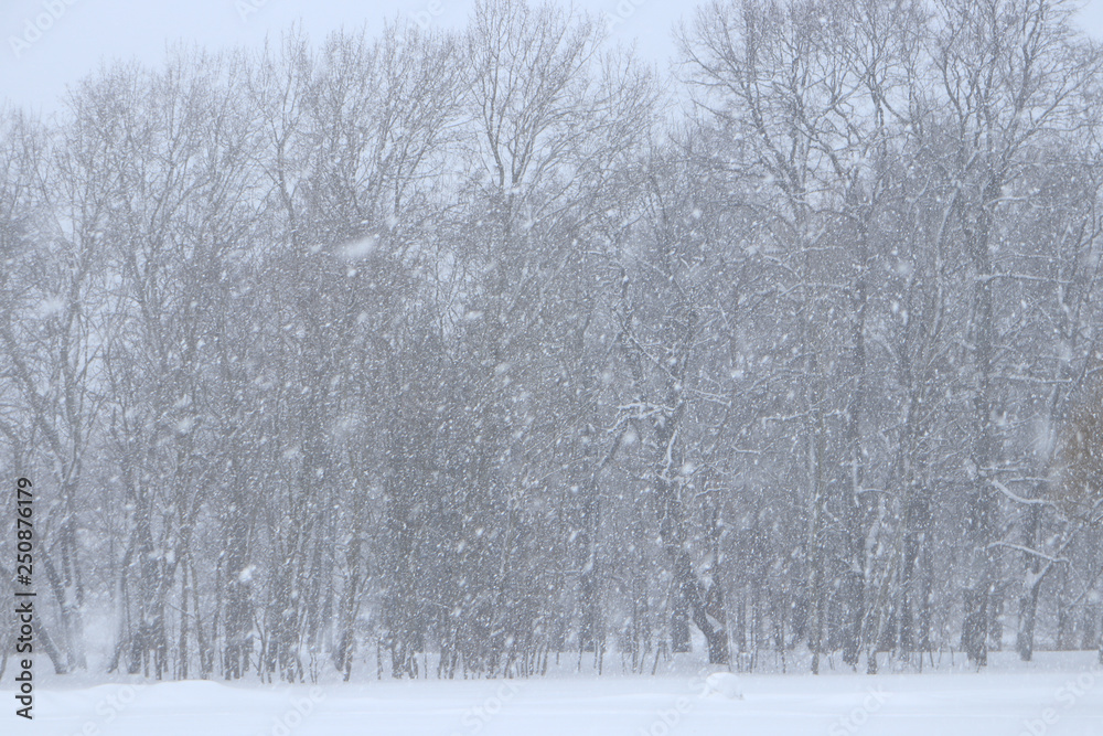 Bad Snow Storm Forest