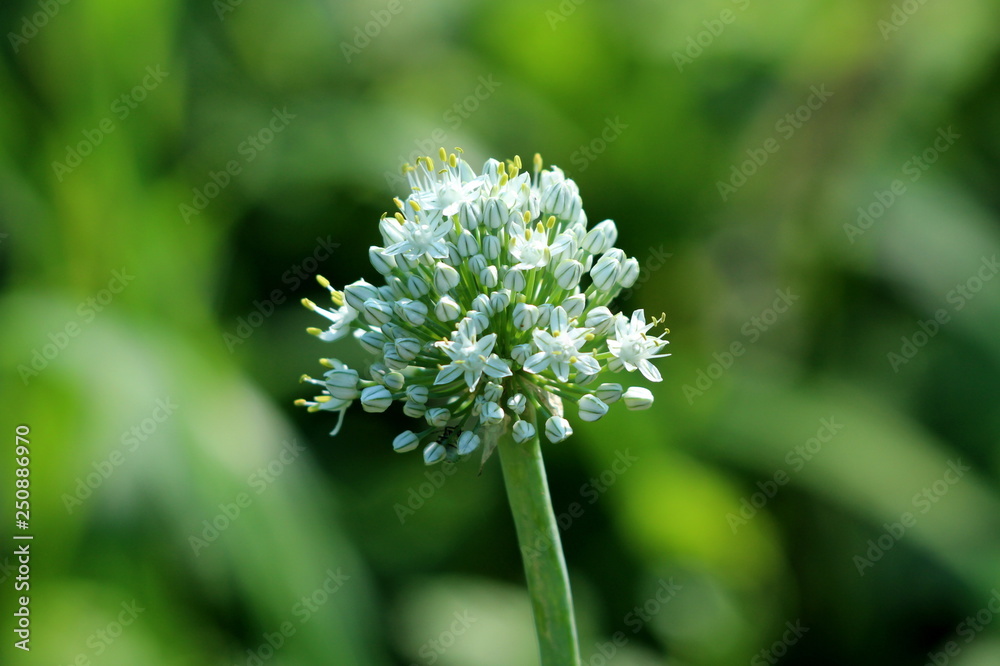 Allium Sativum Flower