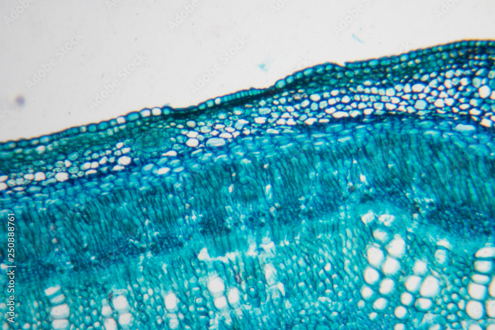 Cells in the microscope Stock Photo | Adobe Stock