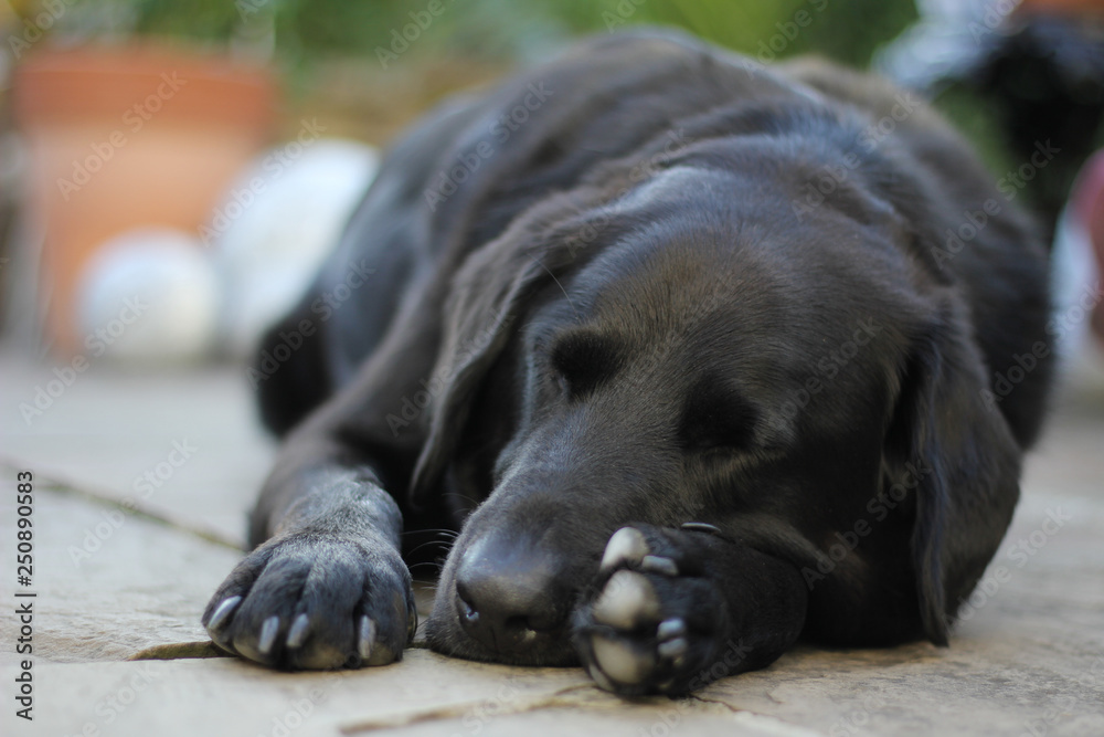 Sleeping Black Lab Puppies