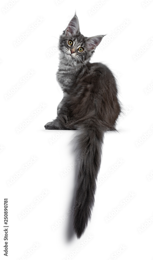Cat Looking Over Shoulder