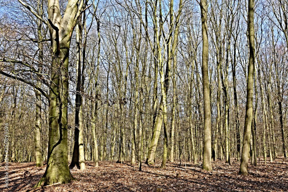 Laubwald im Winter, Naturschutzgebiet Hülser Berg, Krefeld, NRW ...