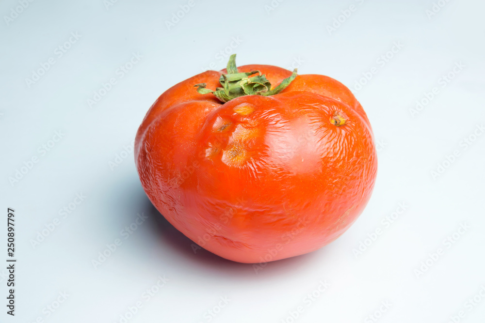 A spoiled tomato. Food waste. Aspergillus. Penicillium. Bacteria. Mold ...