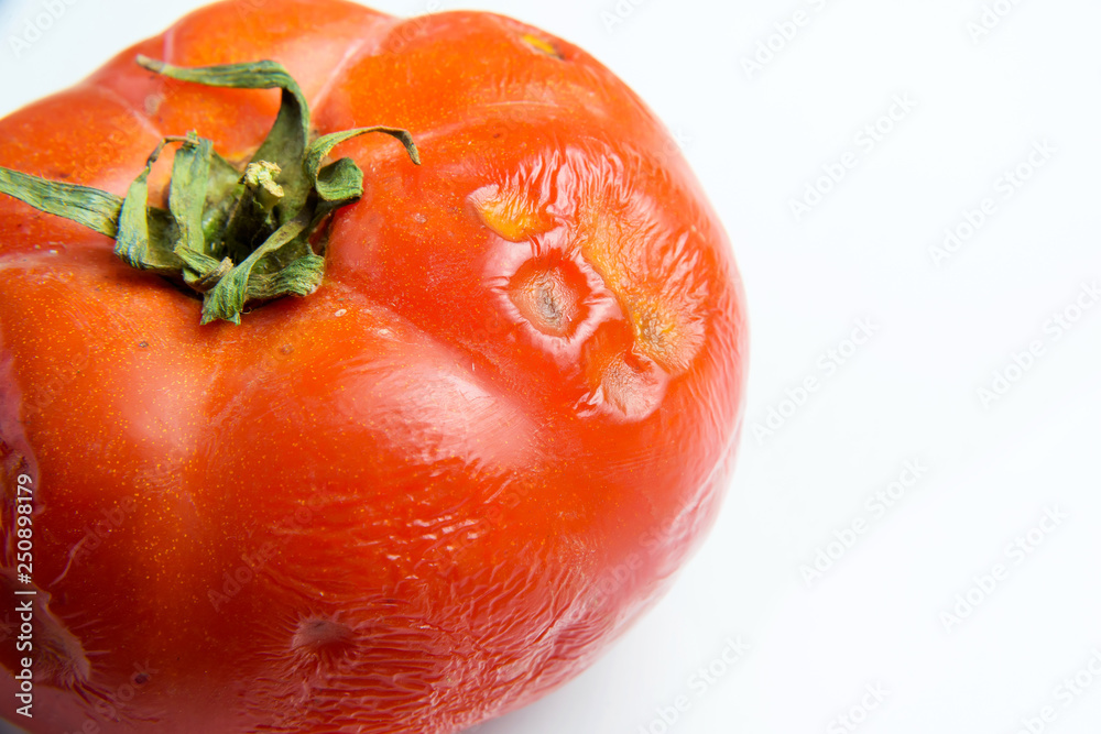 A spoiled tomato. Food waste. Aspergillus. Penicillium. Bacteria. Mold ...