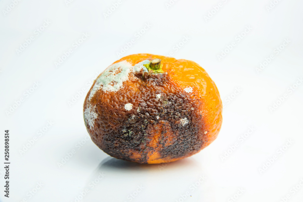 Tangerines with mold. Aspergillus. Penicillium. Ascomycetes. Spoiled ...