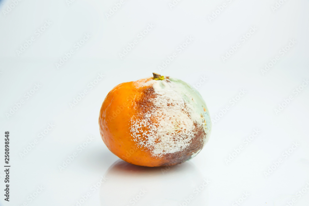 Tangerines with mold. Aspergillus. Penicillium. Ascomycetes. Spoiled ...