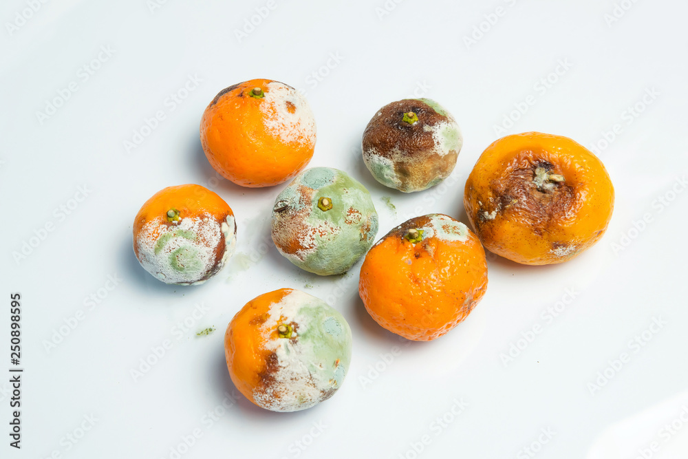 Tangerines with mold. Aspergillus. Penicillium. Ascomycetes. Spoiled ...