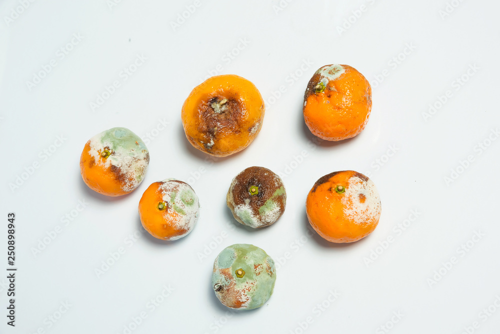 Tangerines with mold. Aspergillus. Penicillium. Ascomycetes. Spoiled ...