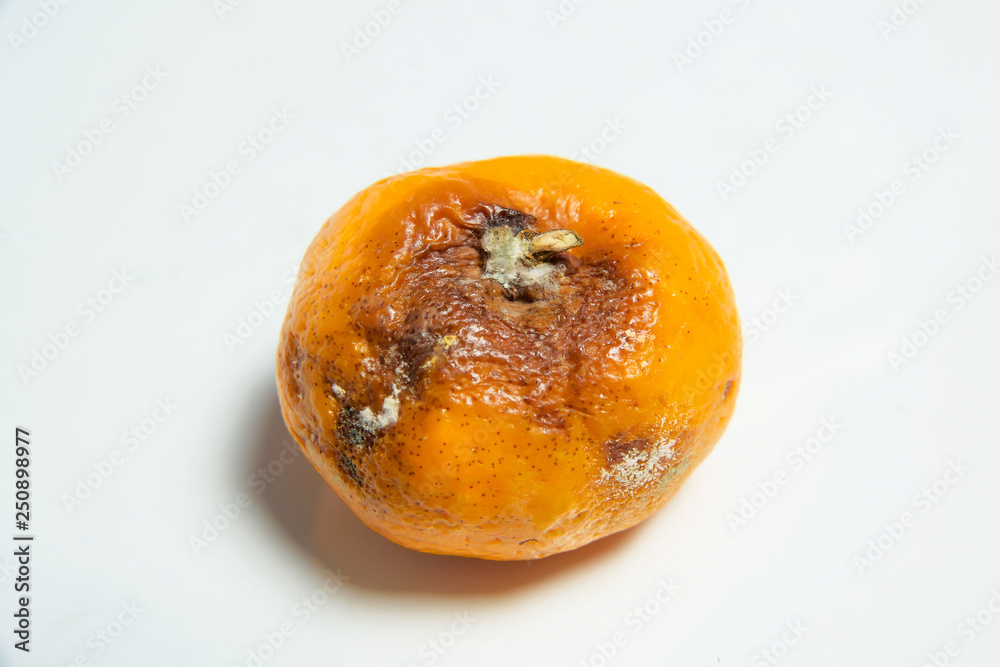 Tangerines with mold. Aspergillus. Penicillium. Ascomycetes. Spoiled ...