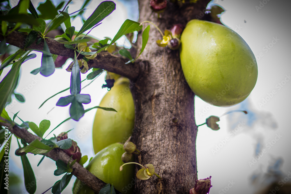 Huge green fruits on Calabash tree (Crescentia cujete) at the public ...