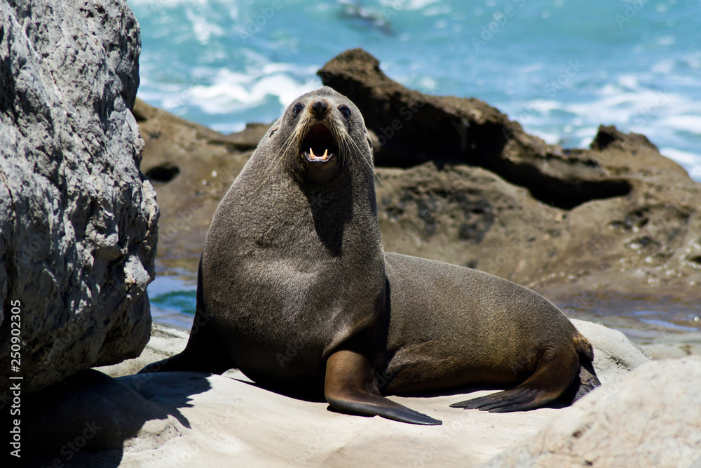 Living Rock Sea Creature