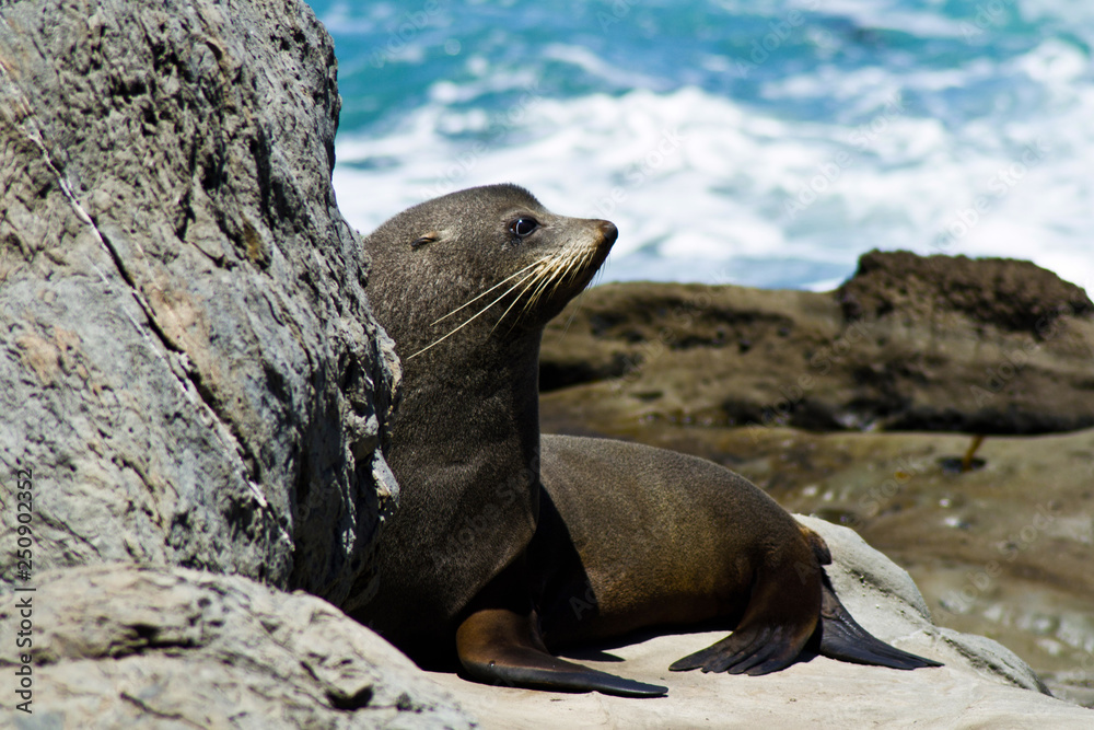 Wild animals in nature/wildlife concept. Portrait of cute seal laying ...