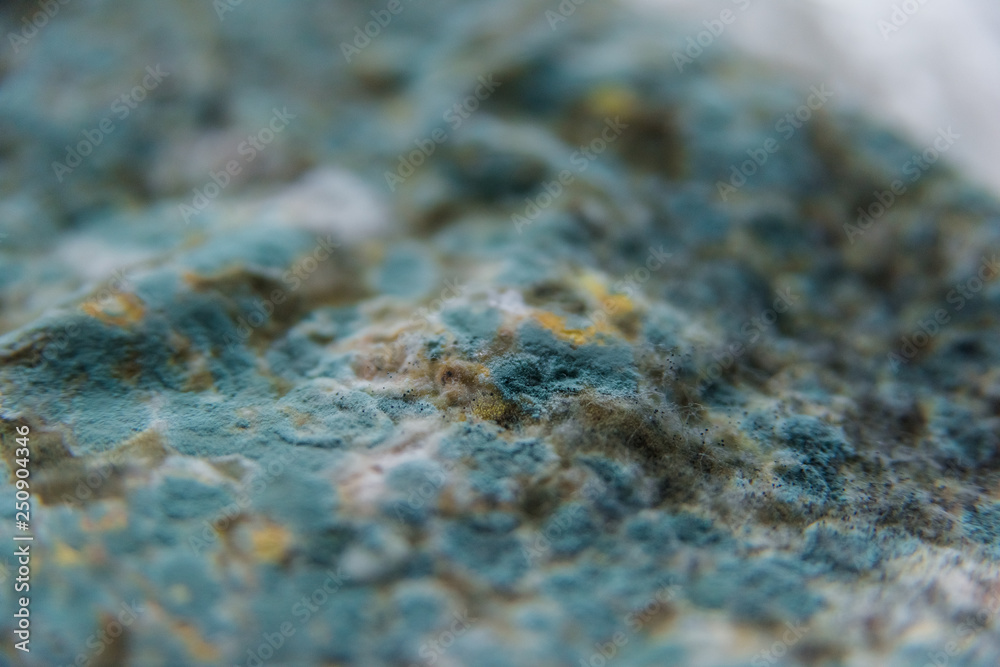 Pita bread with mold. Spoiled food. Mold on products. Mold fungus ...