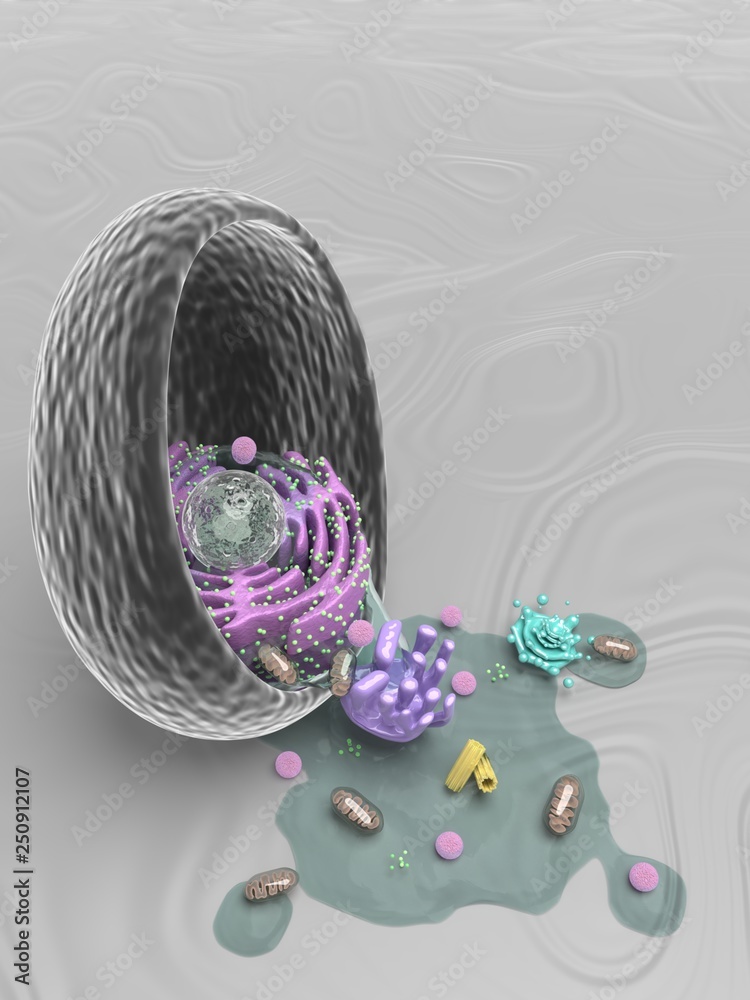 Animal cell with cytoplasm and organelles pouring out, 3d rendering ...