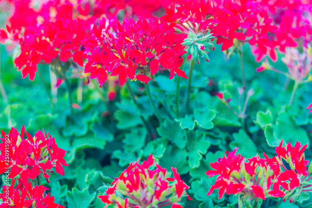 Beautiful red hybrid ivy-leaf geranium flowers (Pelargonium peltatum ...