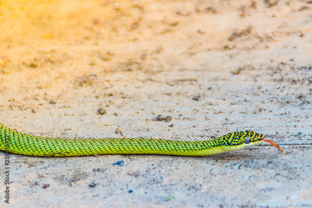 Cute golden tree snake (Chrysopelea ornata) is slithering on ground ...