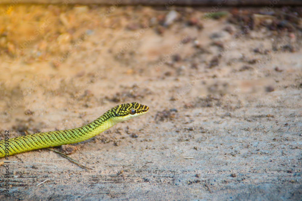 Cute golden tree snake (Chrysopelea ornata) is slithering on ground ...