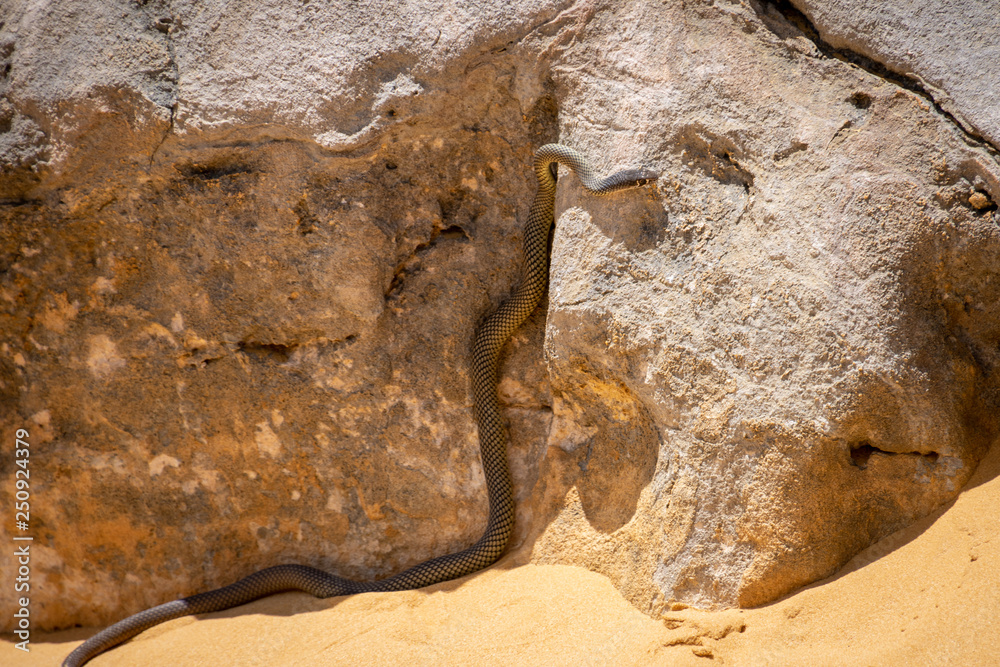 Snake at the pinnacles desert in Western Australia in hot sun Stock ...
