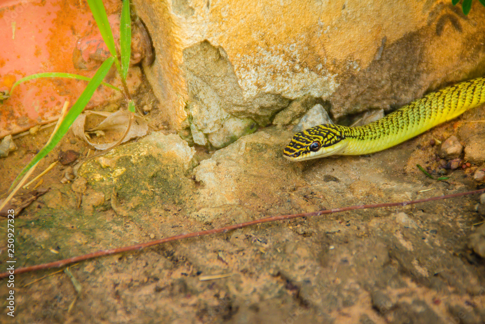 Cute golden tree snake (Chrysopelea ornata) is slithering on ground ...