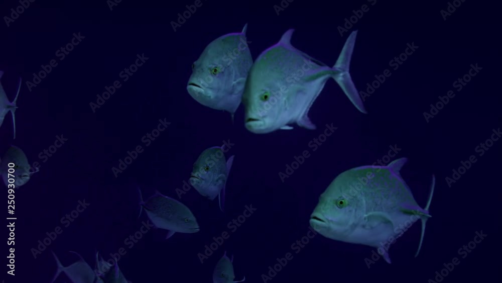 Portrait of the Bluefin trevally, Caranx melampygus, also known as the ...