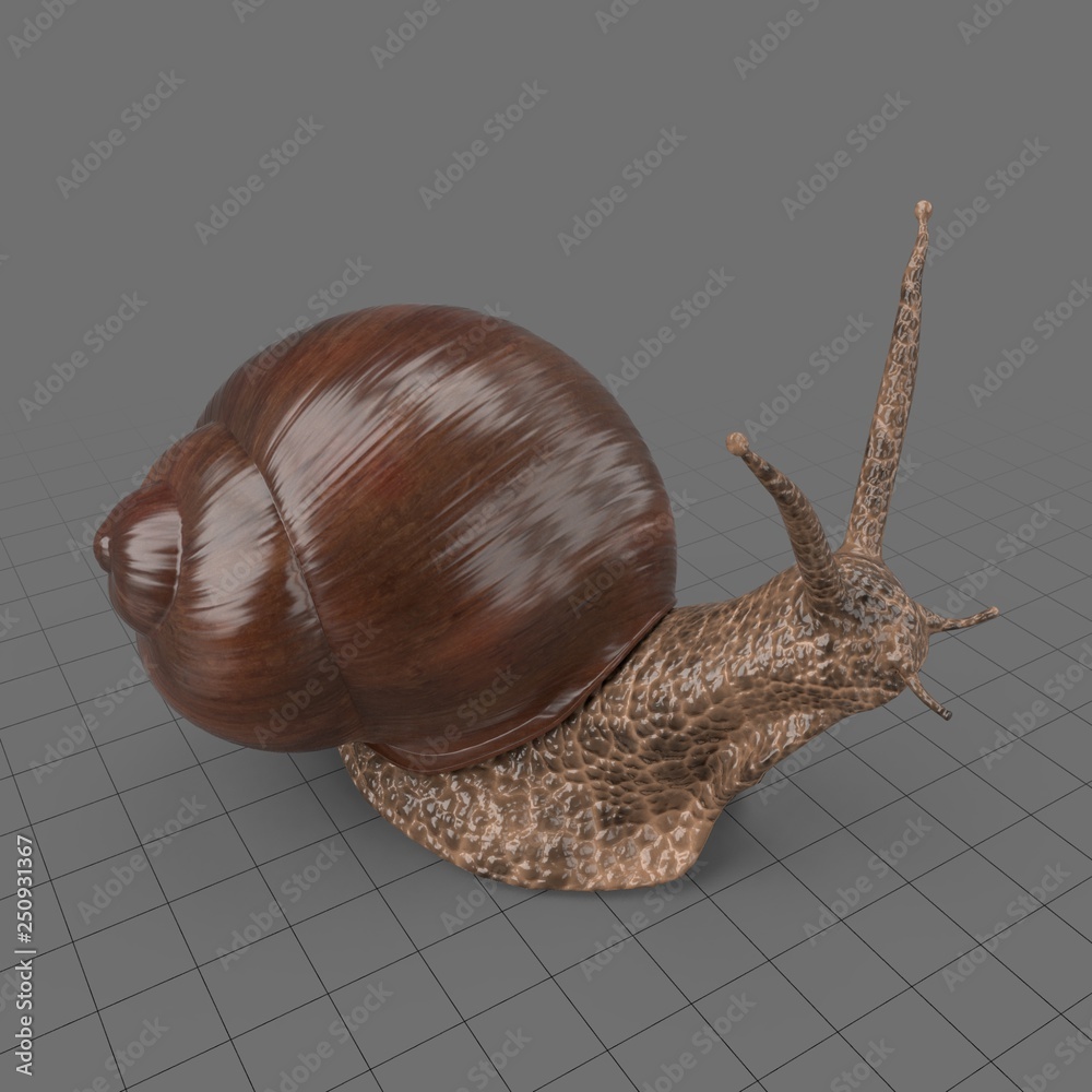 Snail Stock 3D asset | Adobe Stock