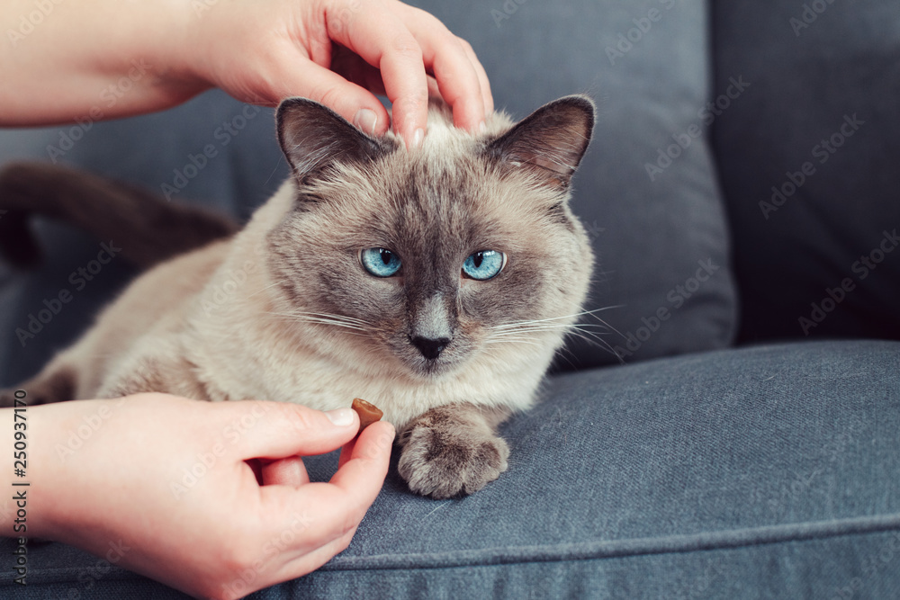 Animal owner feeding cat with dry food granules from his hand palm ...