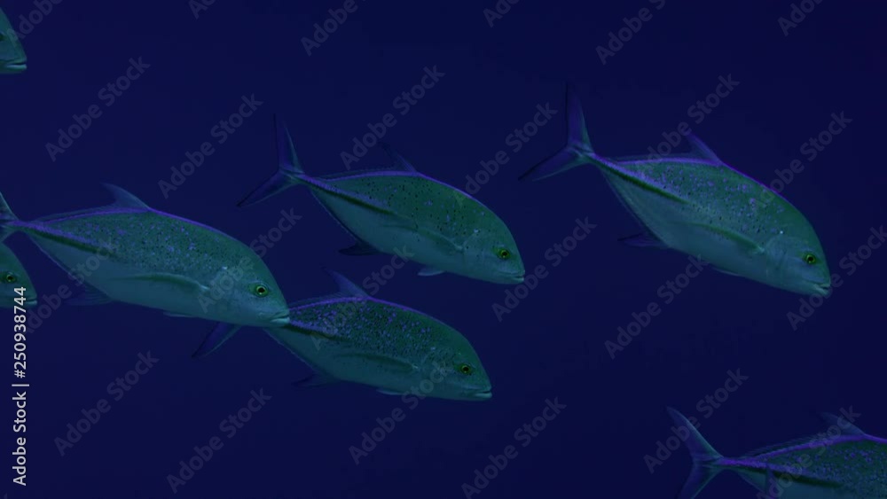 Portrait of the Bluefin trevally, Caranx melampygus, also known as the ...