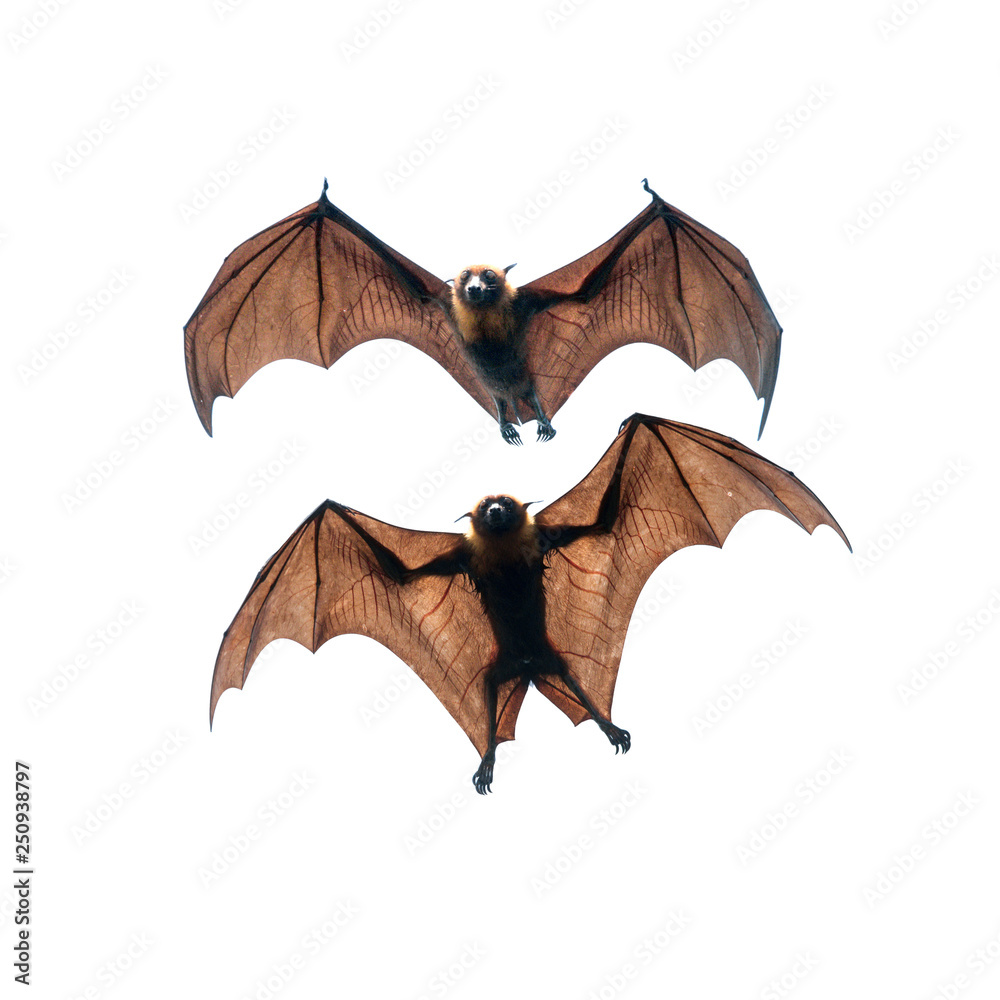 Bats flying isolated on white background Stock Photo | Adobe Stock