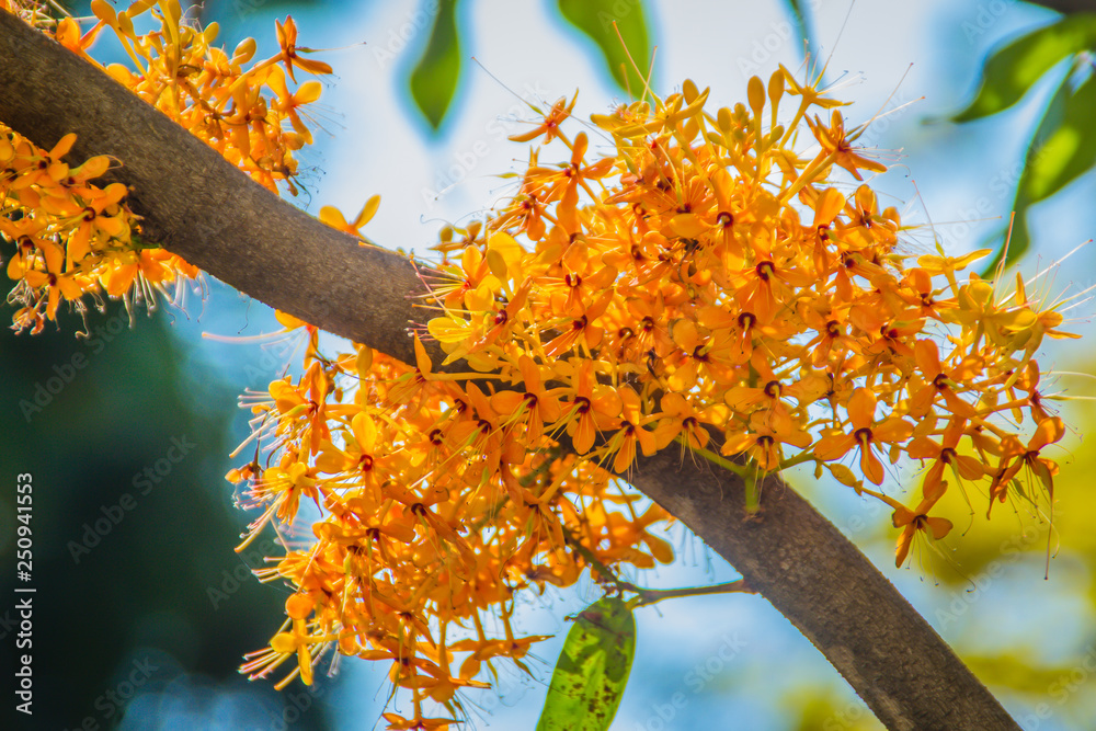 Beautiful orange asoka tree flowers (Saraca indica) on tree with green ...