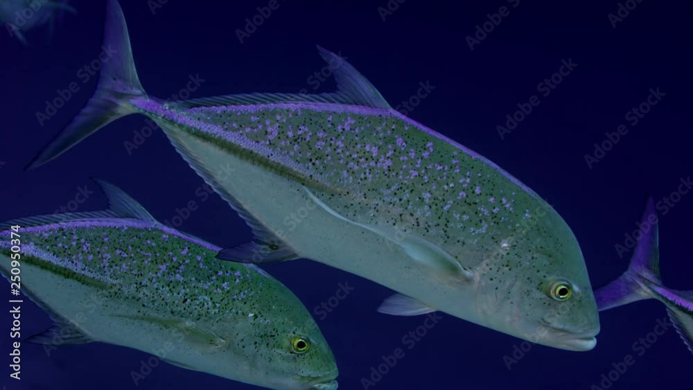 Portrait of the Bluefin trevally, Caranx melampygus, also known as the ...