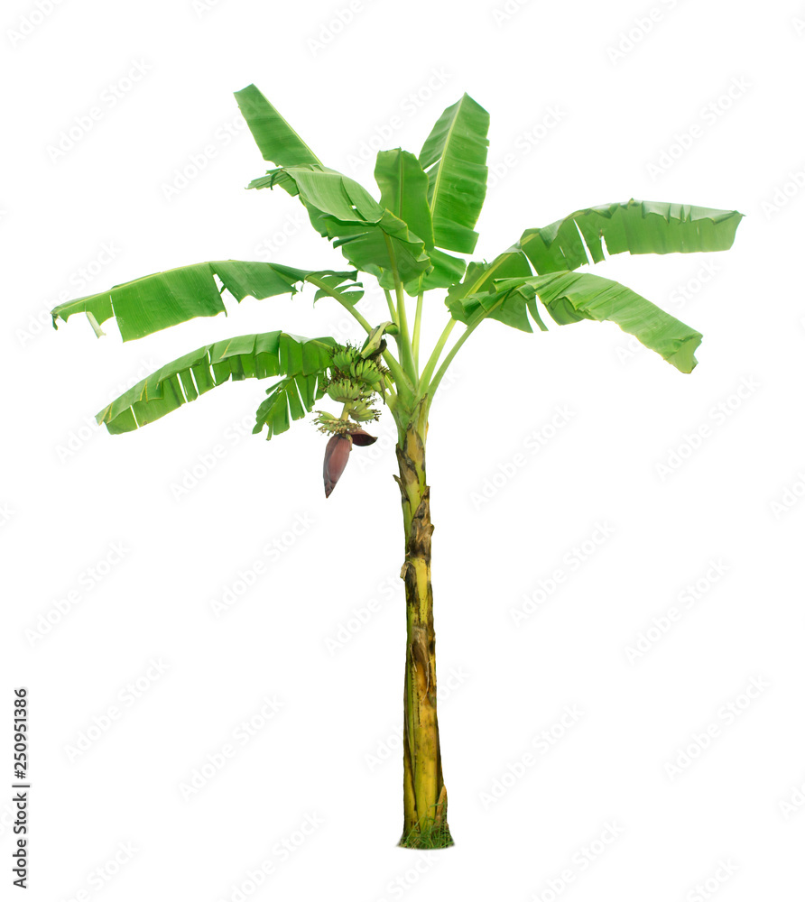 Banana tree isolated on white background with clipping paths for garden ...