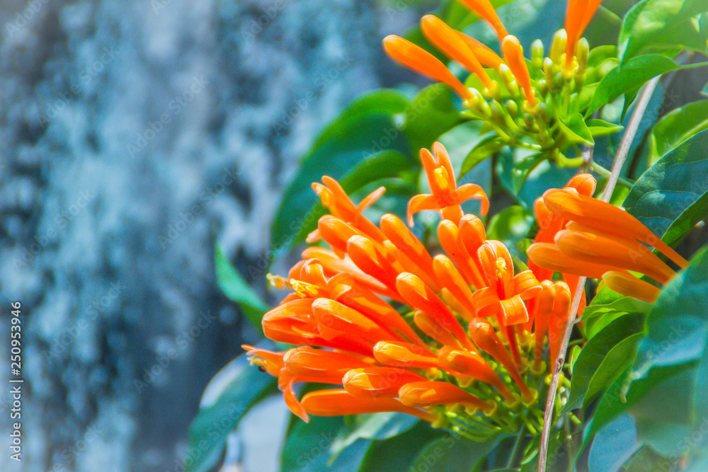 Orange trumpet flowers (Pyrostegia venusta) blooming with green leaves ...