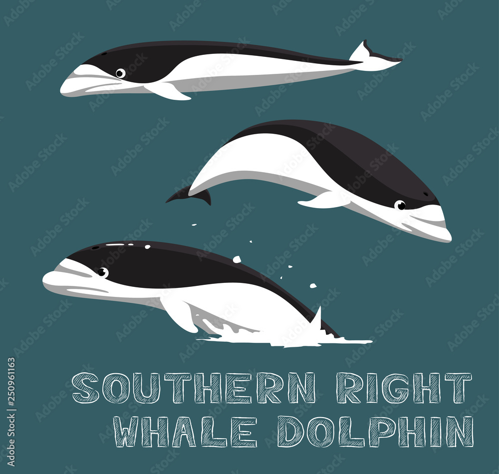 Southern Right Whale Dolphin