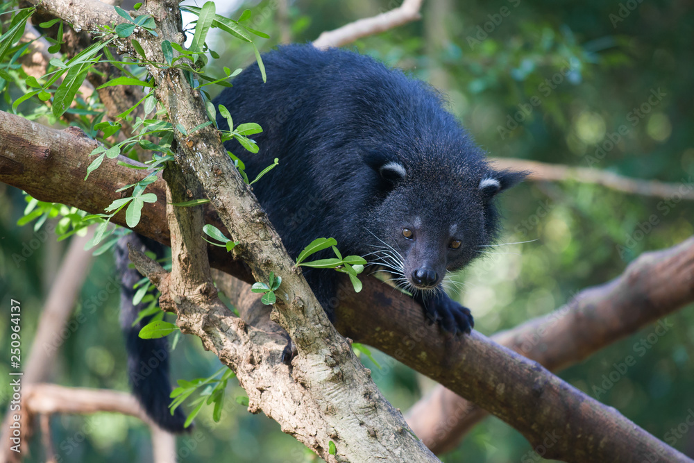 Binturong (Arctictis binturong) on a tree in the sunny afternoon Stock ...