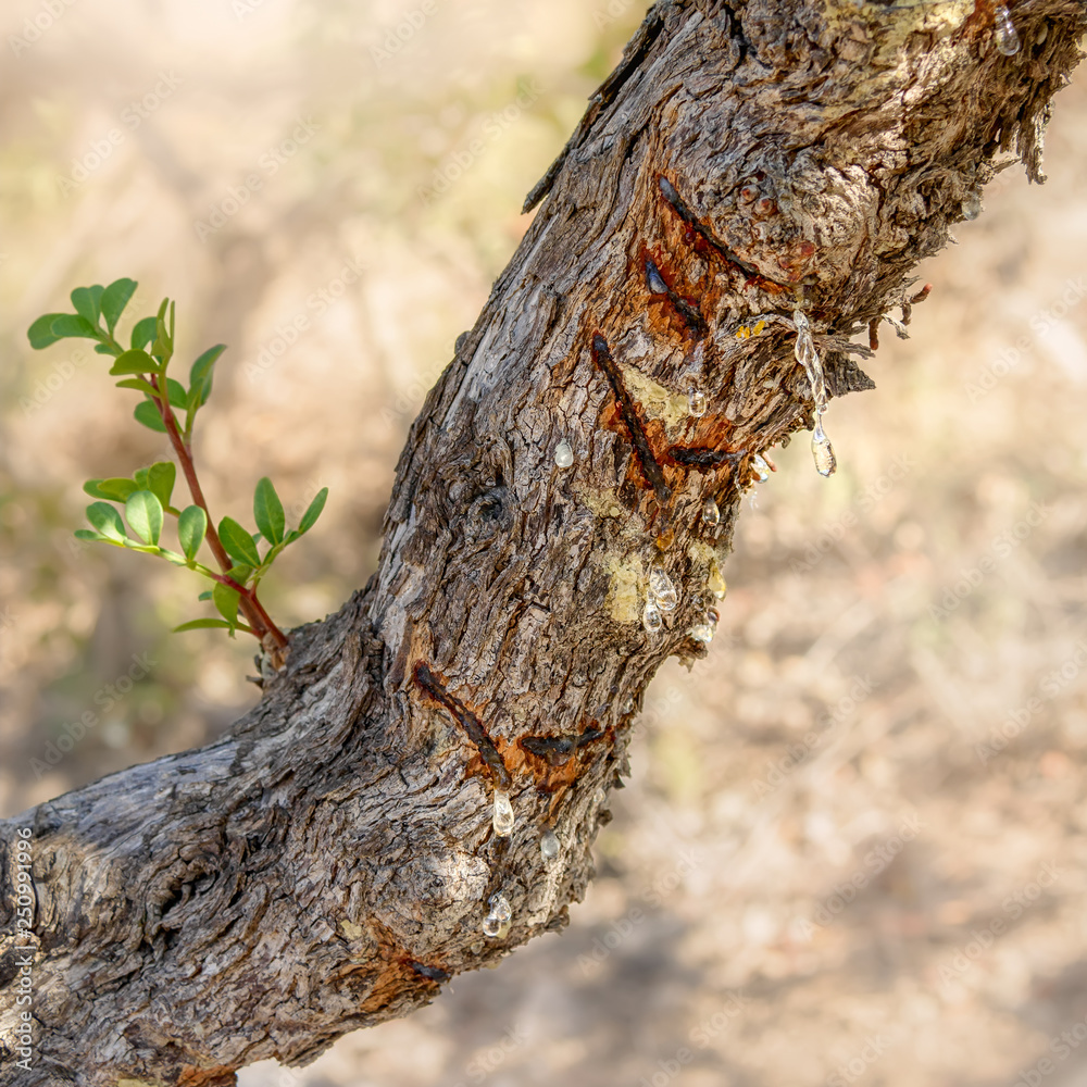 Foto de Mastic tree, Pistacia lentiscus, with incisions in the bark to ...