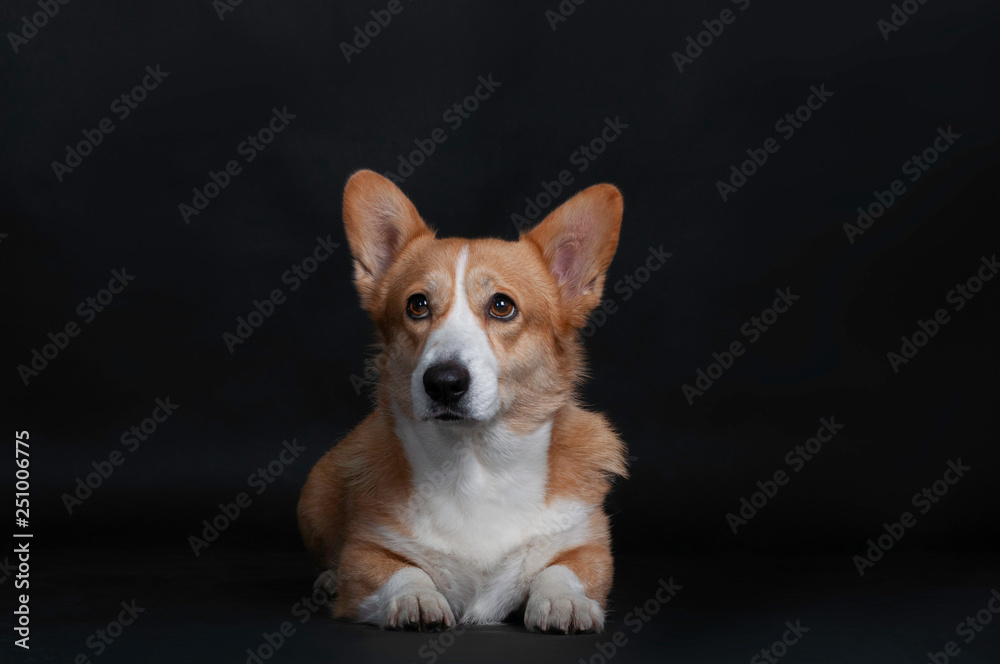 Scared Corgi