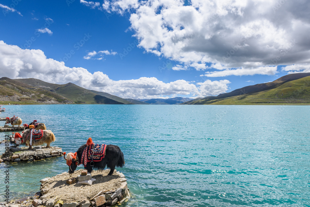 Yaks at the Yamdrok Lake (also known as Yamdrok Yumtso or Yamzho Yumco), it is a freshwater lake ...