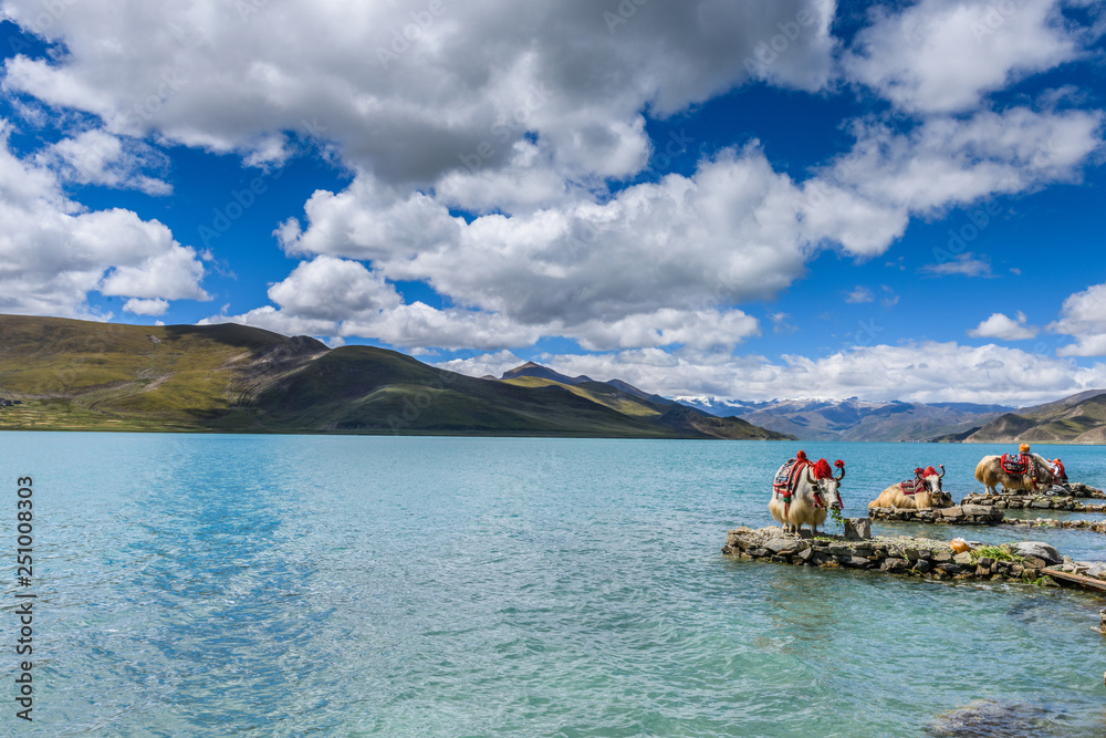 Yaks at the Yamdrok Lake (also known as Yamdrok Yumtso or Yamzho Yumco ...