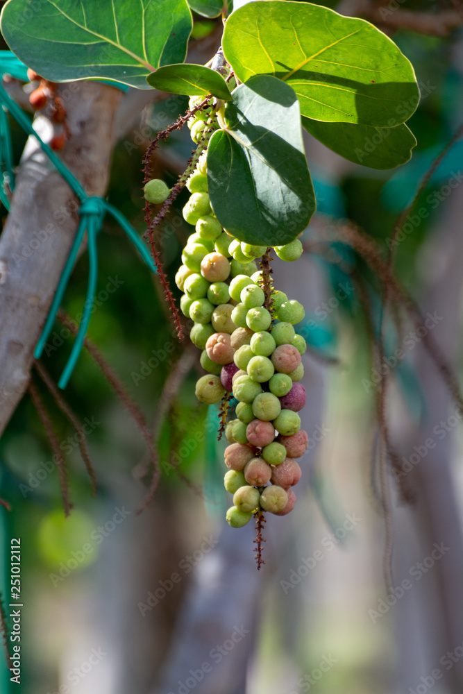 Foto de Coccoloba uvifera tropical plant with fruits, sea grape plant ...