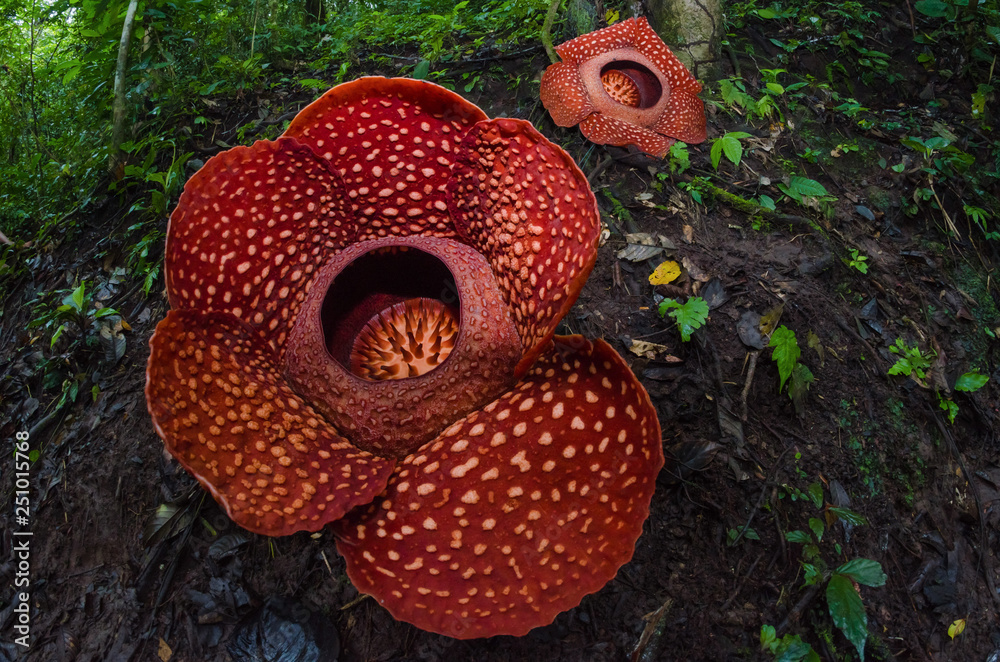 Rafflesia Stock Photo | Adobe Stock
