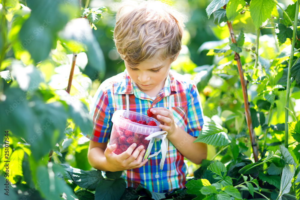 Cute little kid picking fresh berries on raspberry field. Child pick ...
