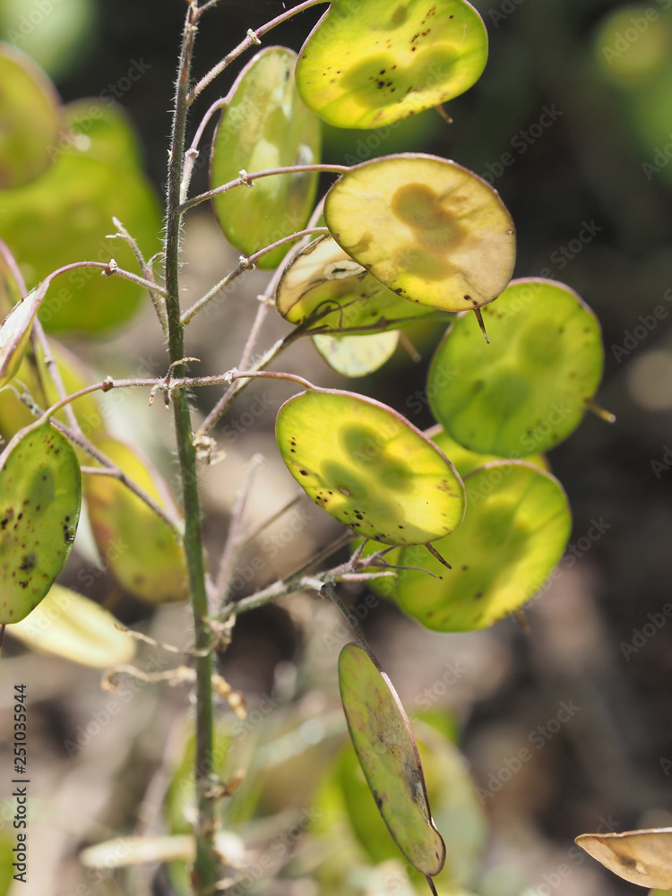 (Lunaria annua) Siliques immatures, fruits de la lunaire annuelle Stock ...