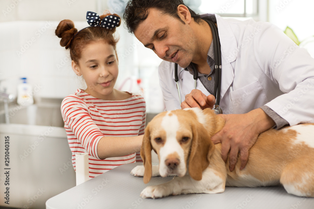 Mature male professional veterinarian examining adorable beagle puppy ...