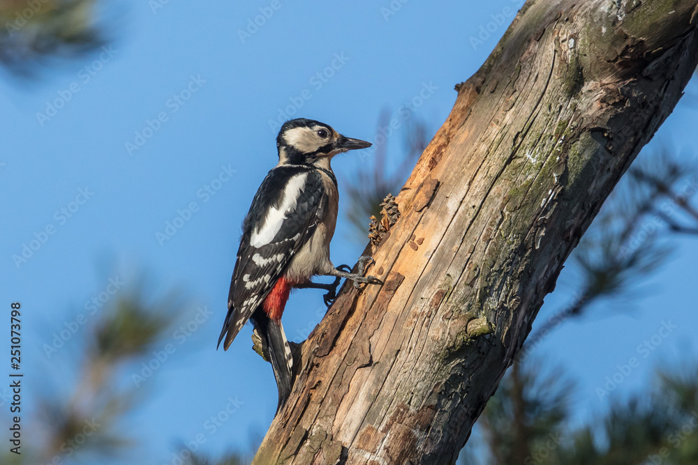 buntspecht Stock Photo | Adobe Stock