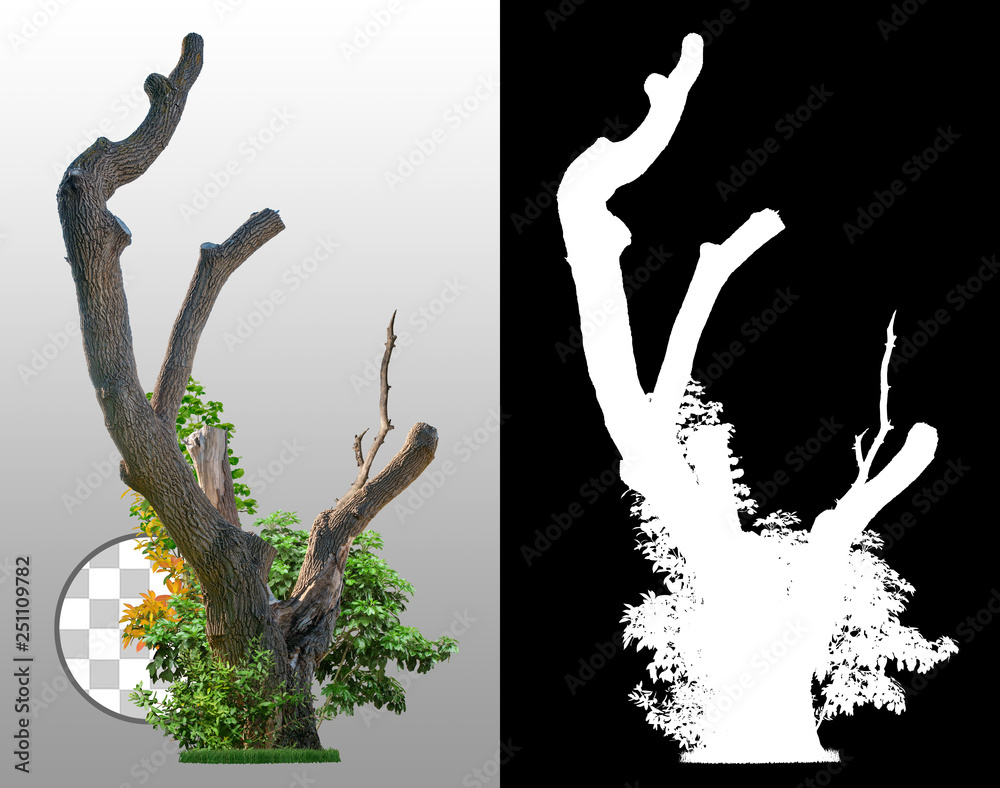 Old tree trunk. Dead tree and stump isolated on transparent background ...