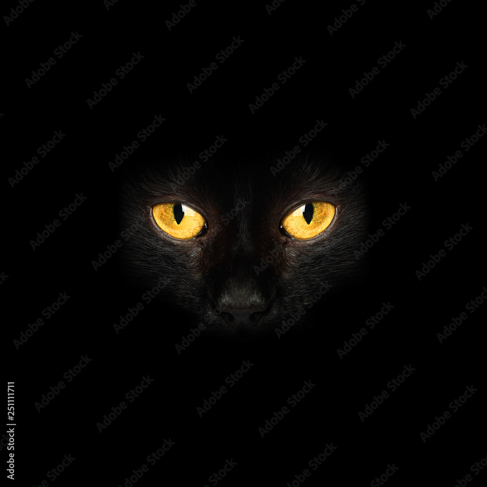 Black cat eyes in darkness background Stock Photo | Adobe Stock